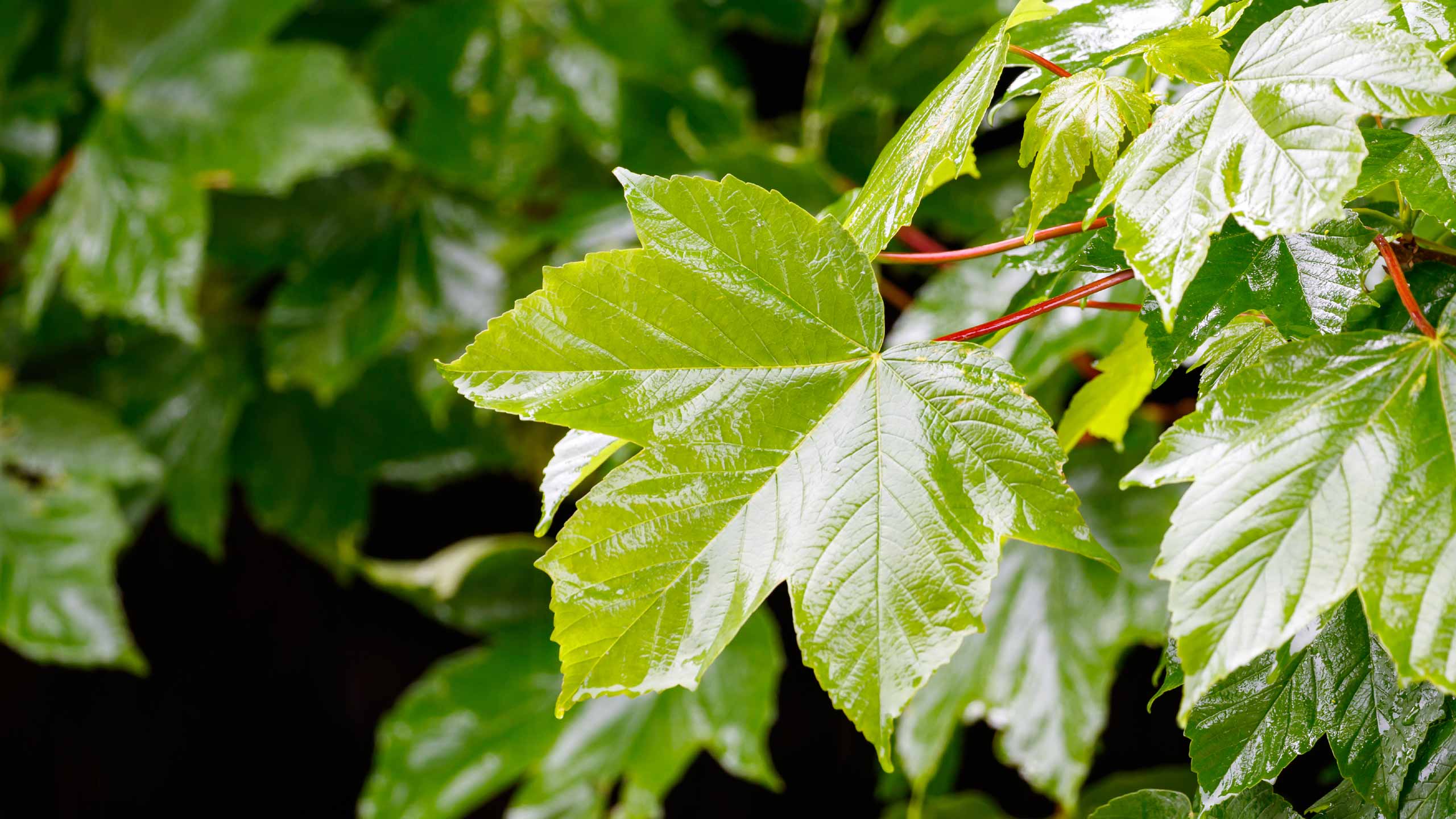 Dunnet Forest Walking and Cycling, Scotland | Mackays Hotel