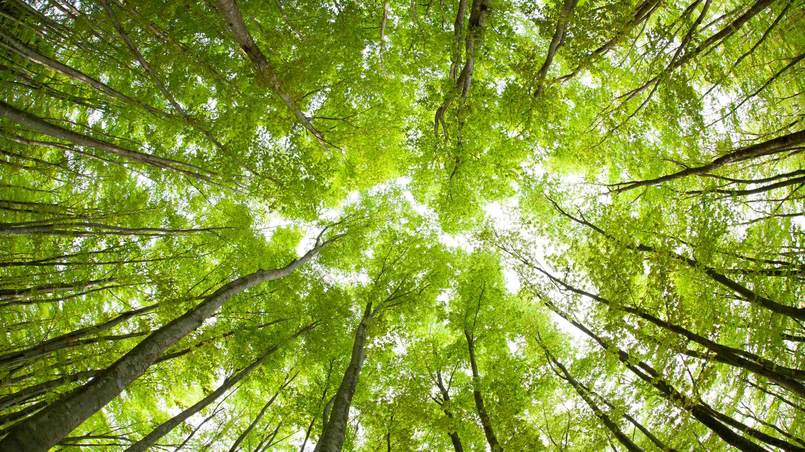 3 Star Hotels near Rumster Forest | Mackays Hotel Wick