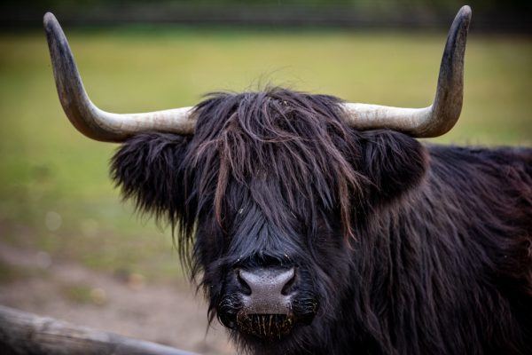 Highland cows and where to find them | Mackays Hotel